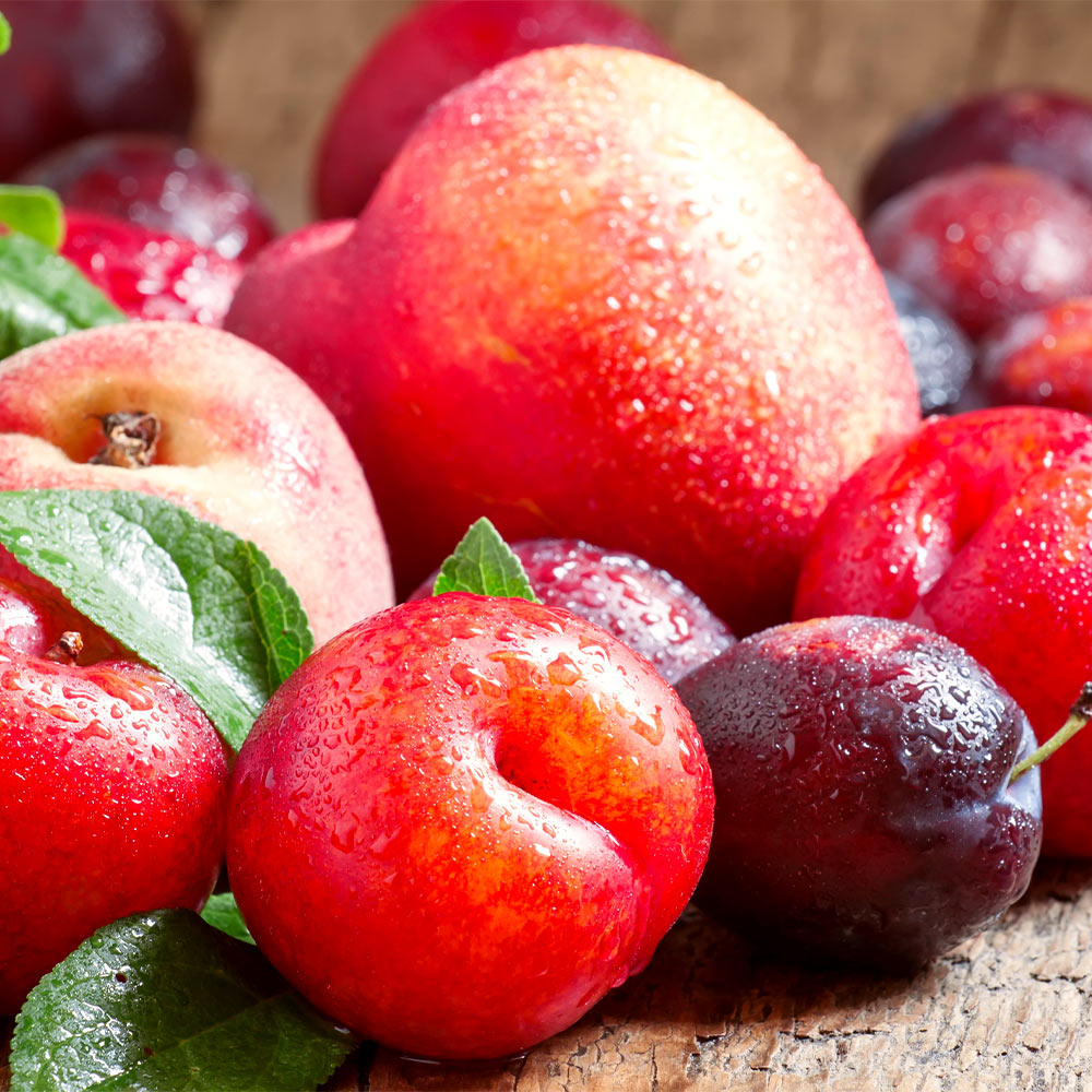 Fruit Cocktail Tree | WITI Recommends